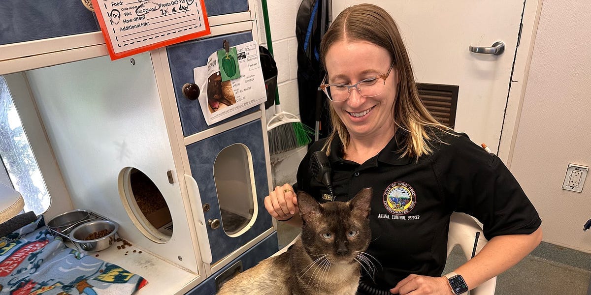 Scratch This: Meet the LBACS shelter's new top cat